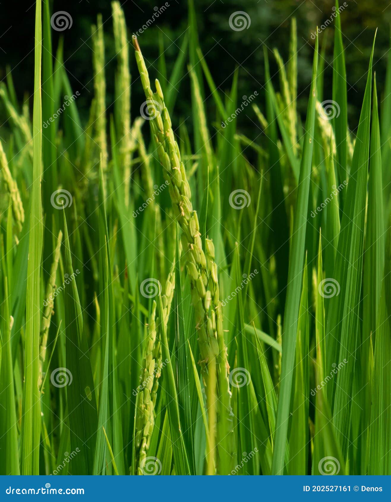 Green Rice Plant in TheRice Field Stock Image - Image of plant, rice ...