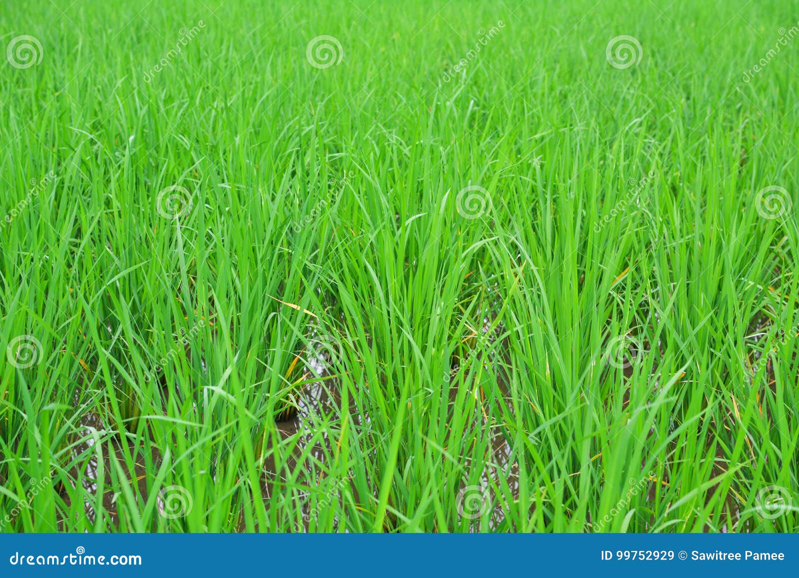 Green rice plant stock image. Image of crop, plants, growth - 99752929