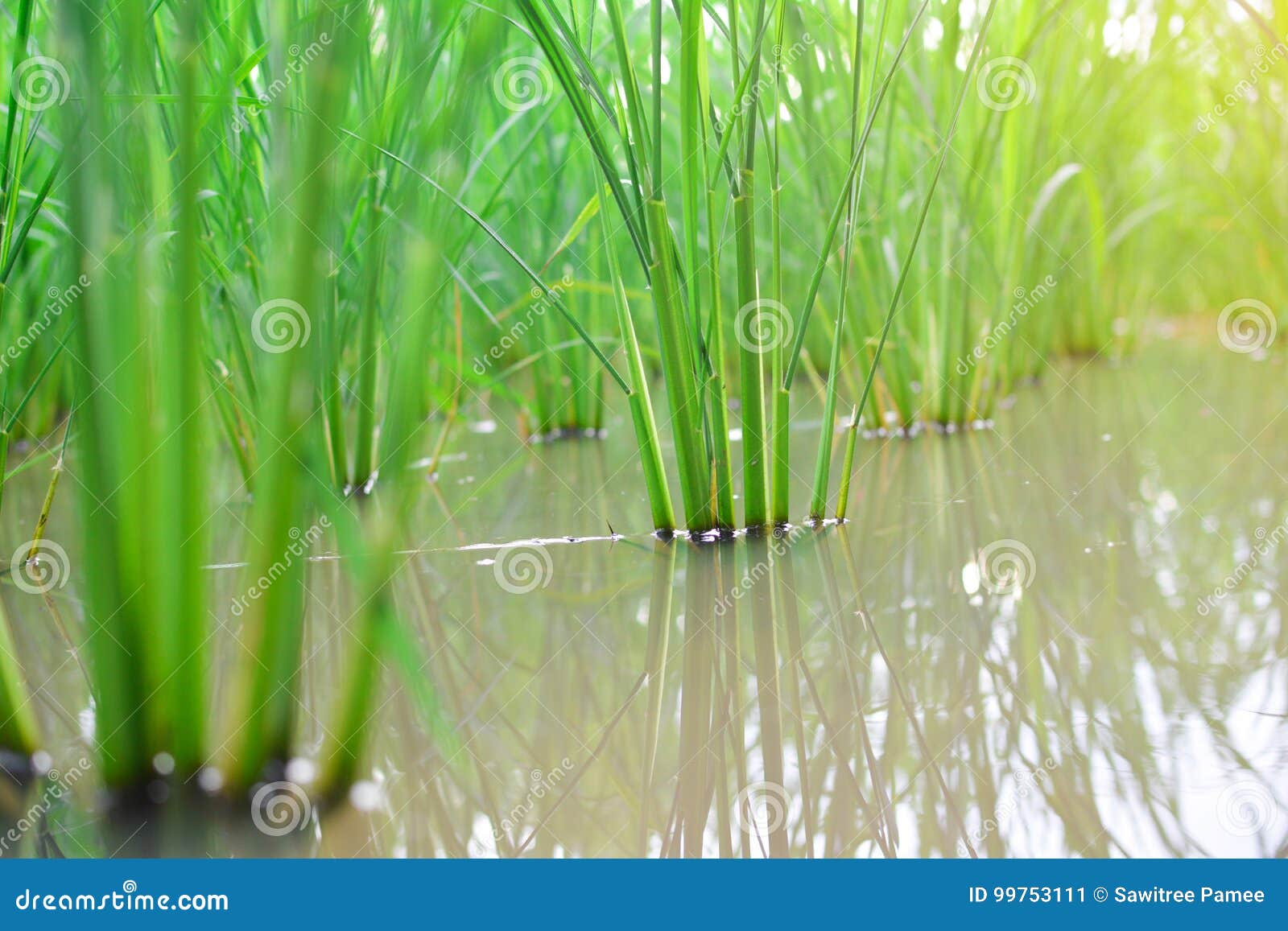 Green rice plant stock image. Image of field, rice, summer - 99753111
