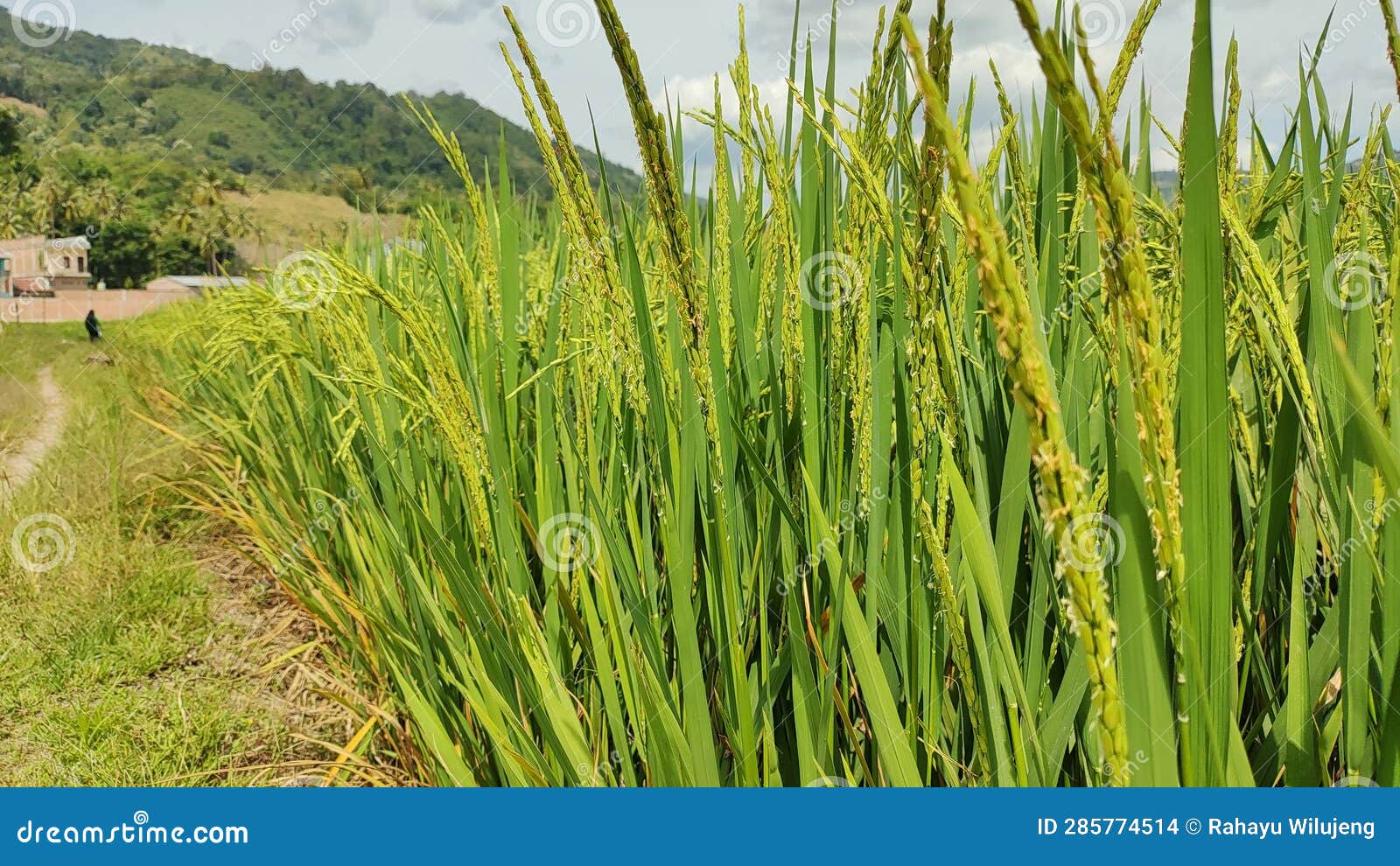 Green Rice Plant in Paddy Field Stock Photo - Image of countryside ...