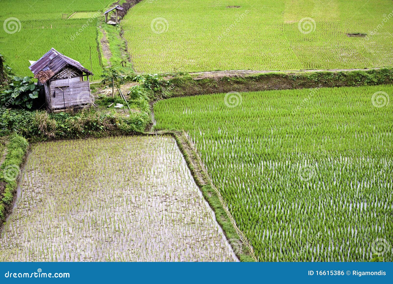 Green Rice plantation stock photo. Image of plant, nature - 16615386