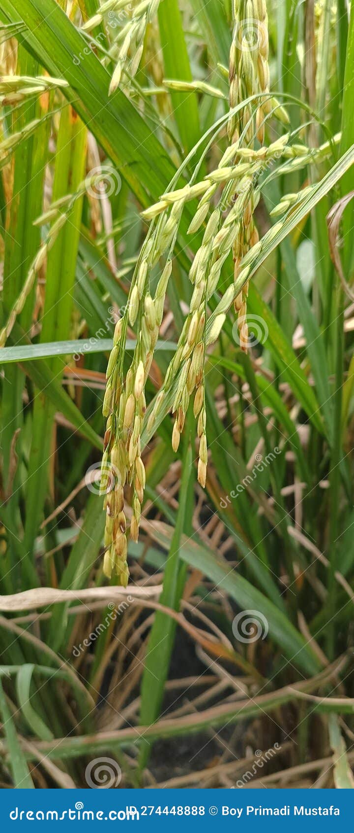 Green Rice plants farm stock photo. Image of rice, price - 274448888