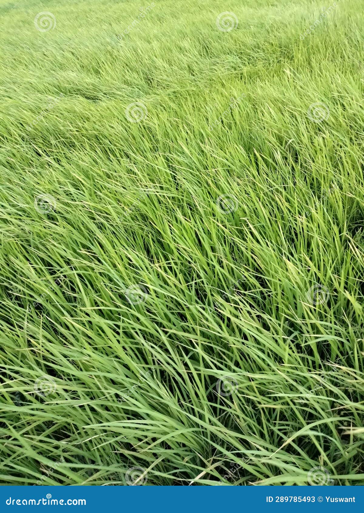 Green Rice Plants in the Rice Fields Stock Image - Image of plants ...