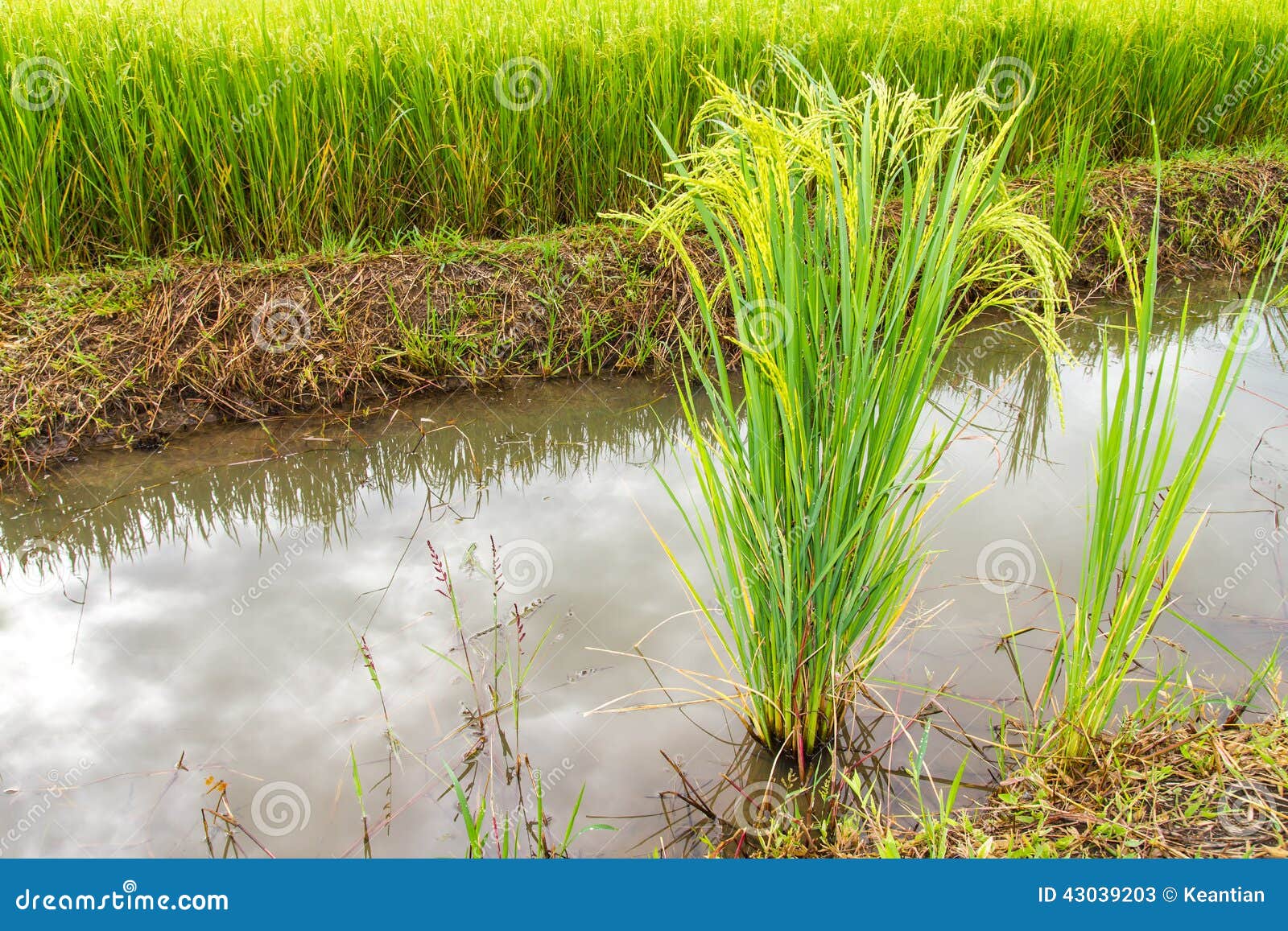 Green rice plants stock image. Image of fall, bright - 43039203
