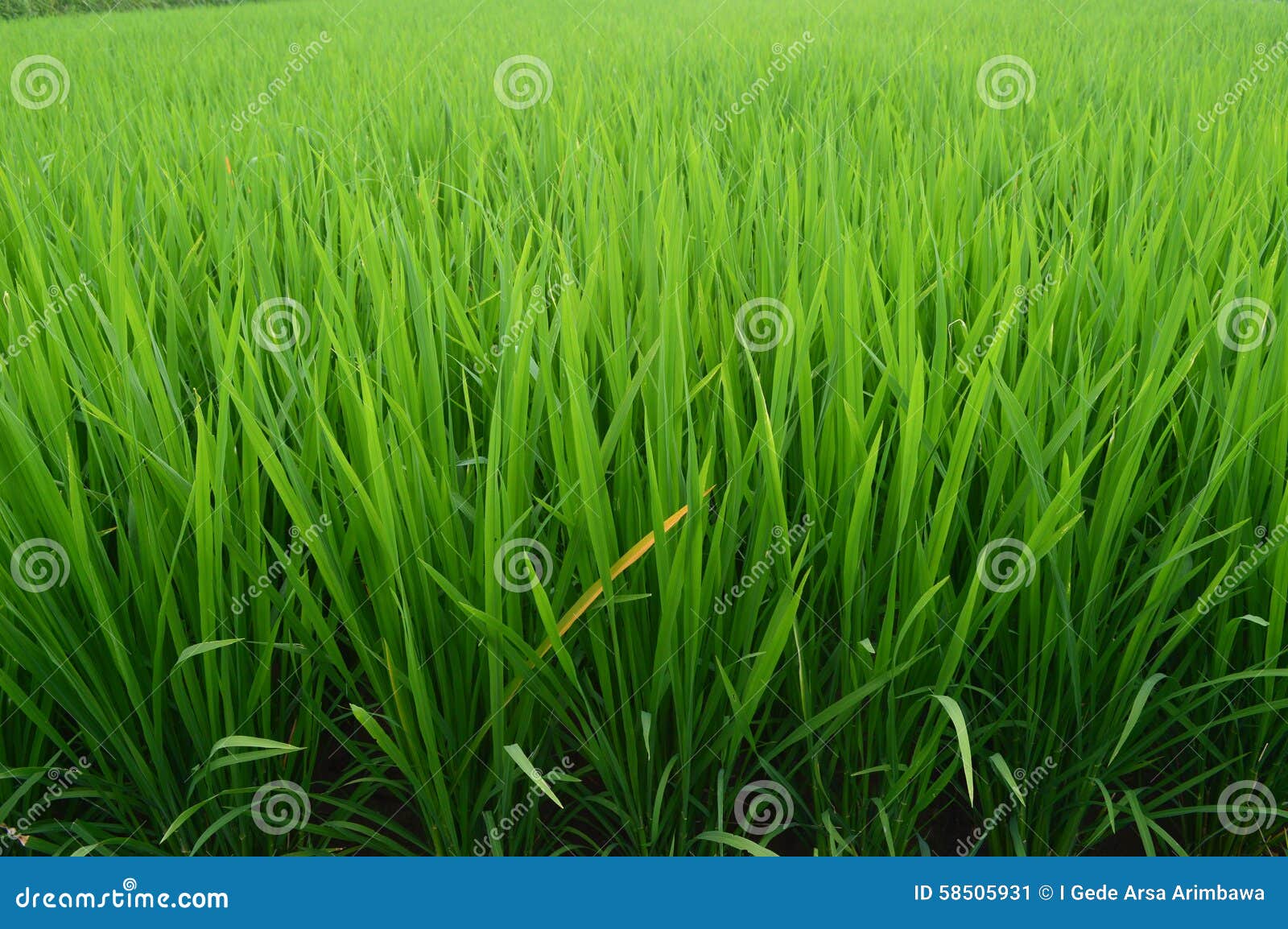 Green Rice Plants in Irrigation Fields Stock Image - Image of taste ...