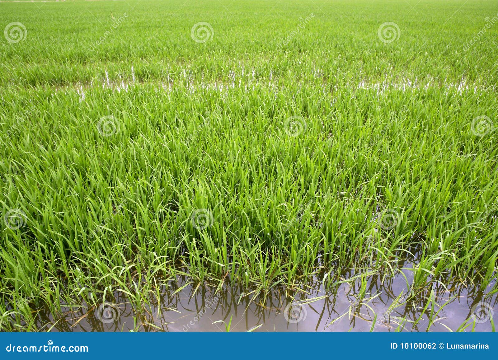 Green Rice Plants in Irrigation Spring Fields Stock Photo - Image of ...