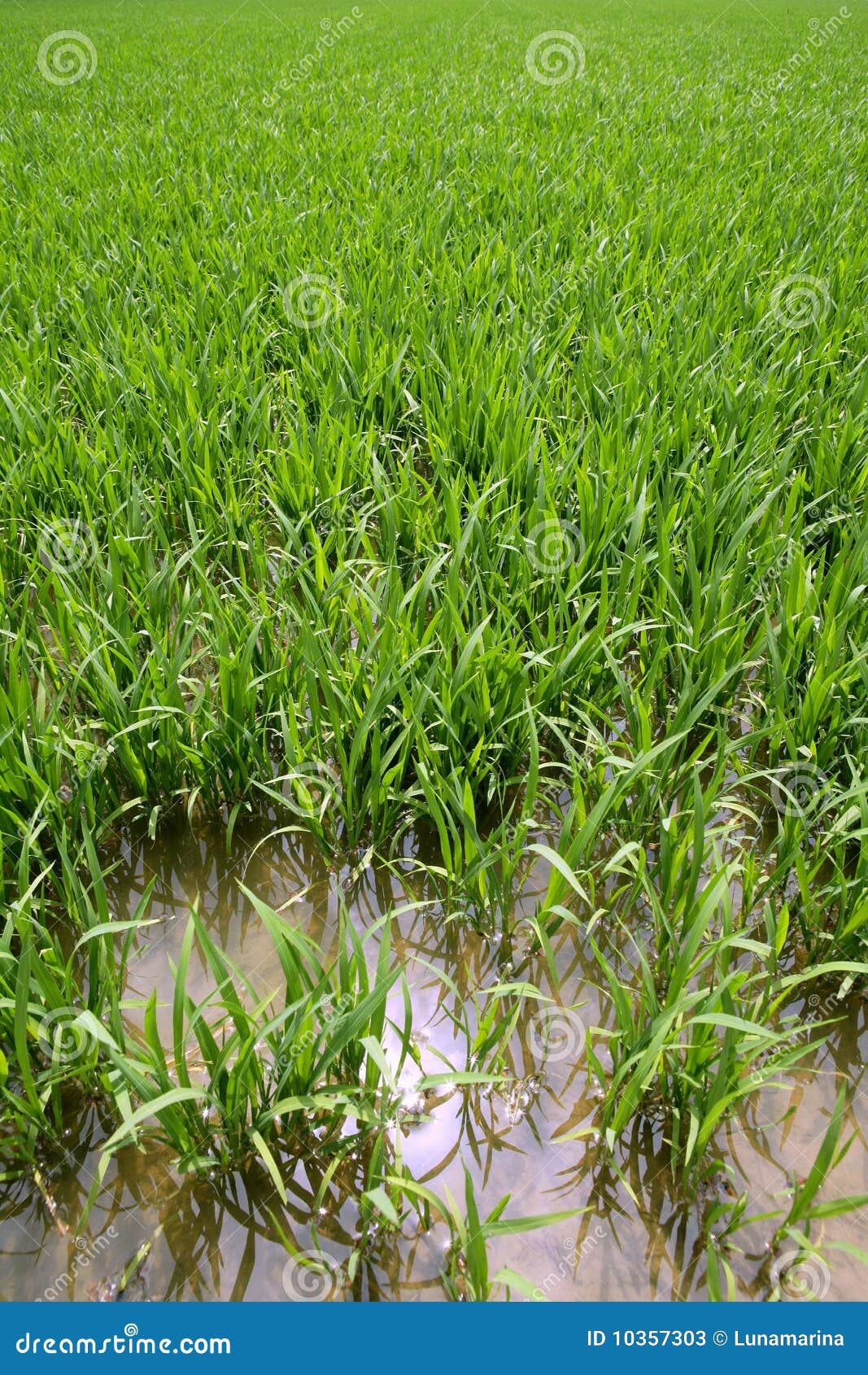 Green Rice Plants in Irrigation Spring Fields Stock Image - Image of ...