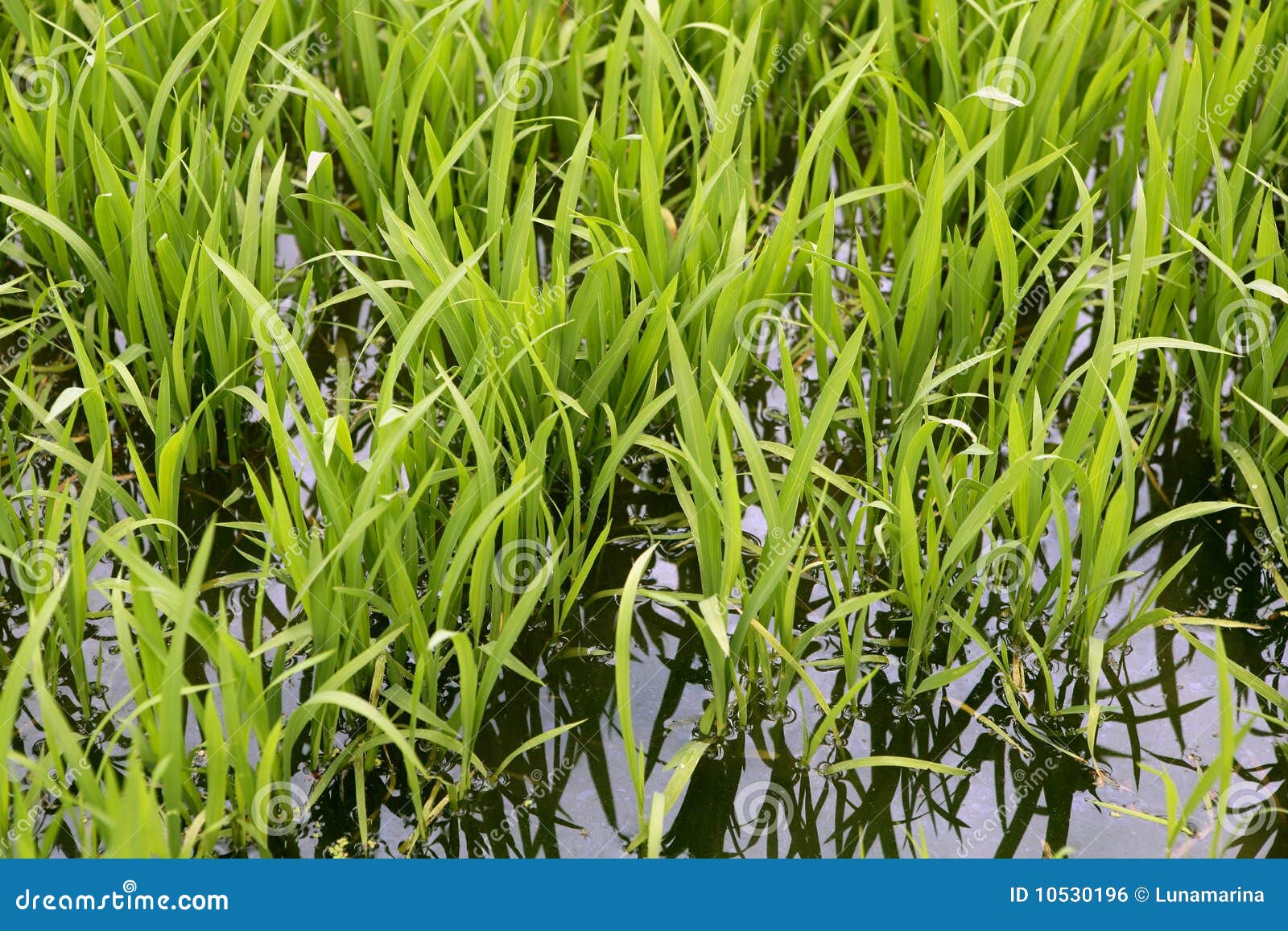 Green Rice Plants in Irrigation Spring Fields Stock Photo - Image of ...
