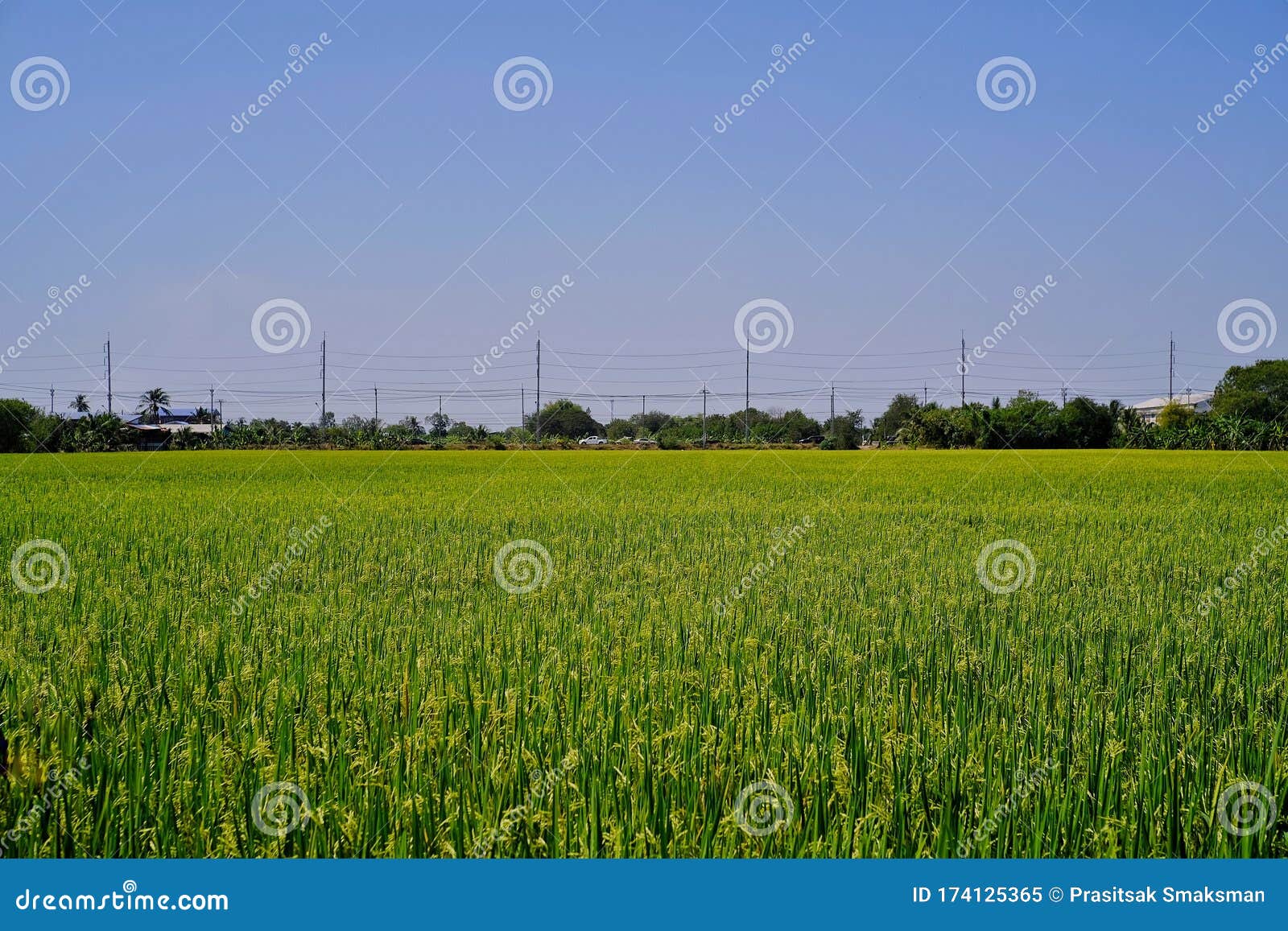Green rice plants stock image. Image of field, green - 174125365