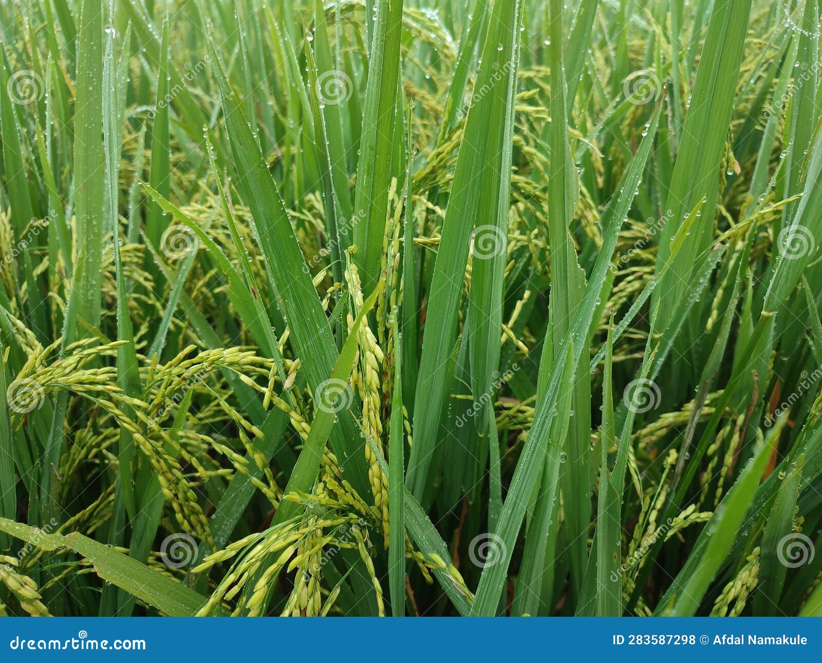 Green Rice Plants, Tasikmalaya West Java, 2 July 2023 Stock Photo ...