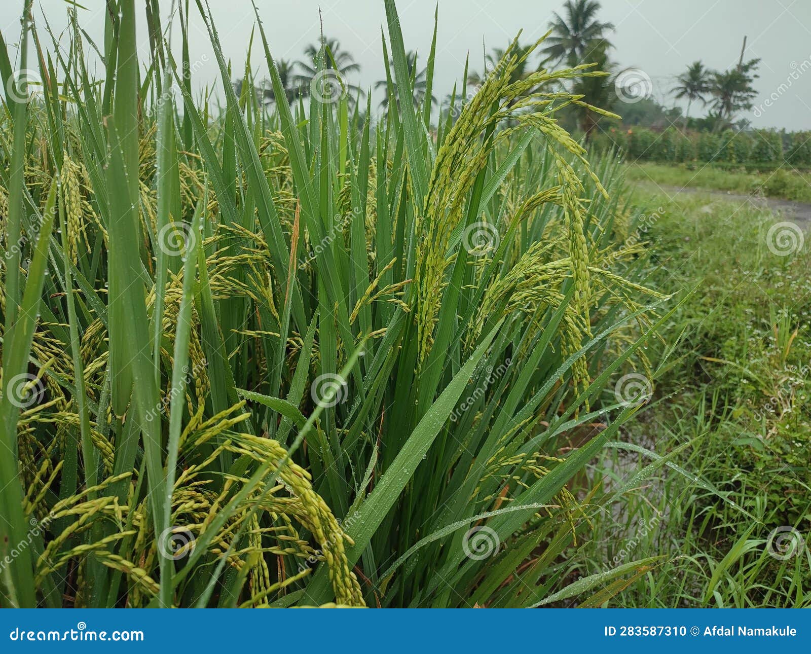 Green Rice Plants, Tasikmalaya West Java, 2 July 2023 Stock Photo ...
