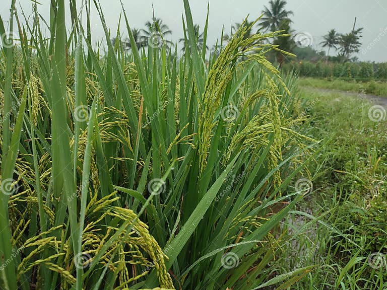Green Rice Plants, Tasikmalaya West Java, 2 July 2023 Stock Photo ...