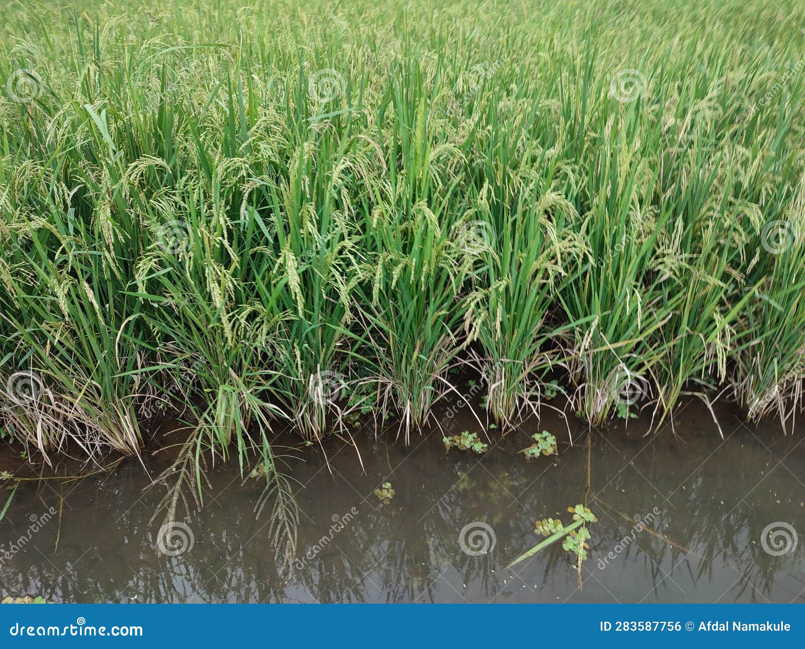 Green Rice Plants, Tasikmalaya West Java, 2 July 2023 Stock Photo ...