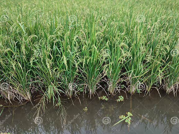 Green Rice Plants, Tasikmalaya West Java, 2 July 2023 Stock Photo ...