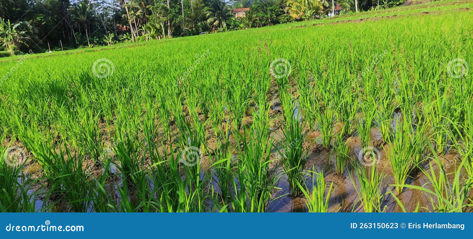 Green Rice Plants in a Vast Paddy Field Stock Image - Image of green ...