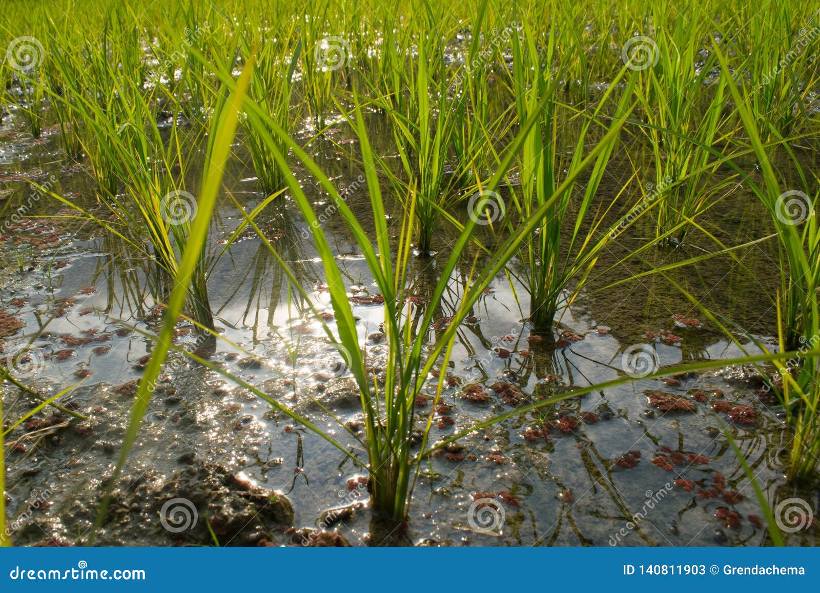 Green Rice Plants on a Wet Rice Field Stock Image - Image of growth ...