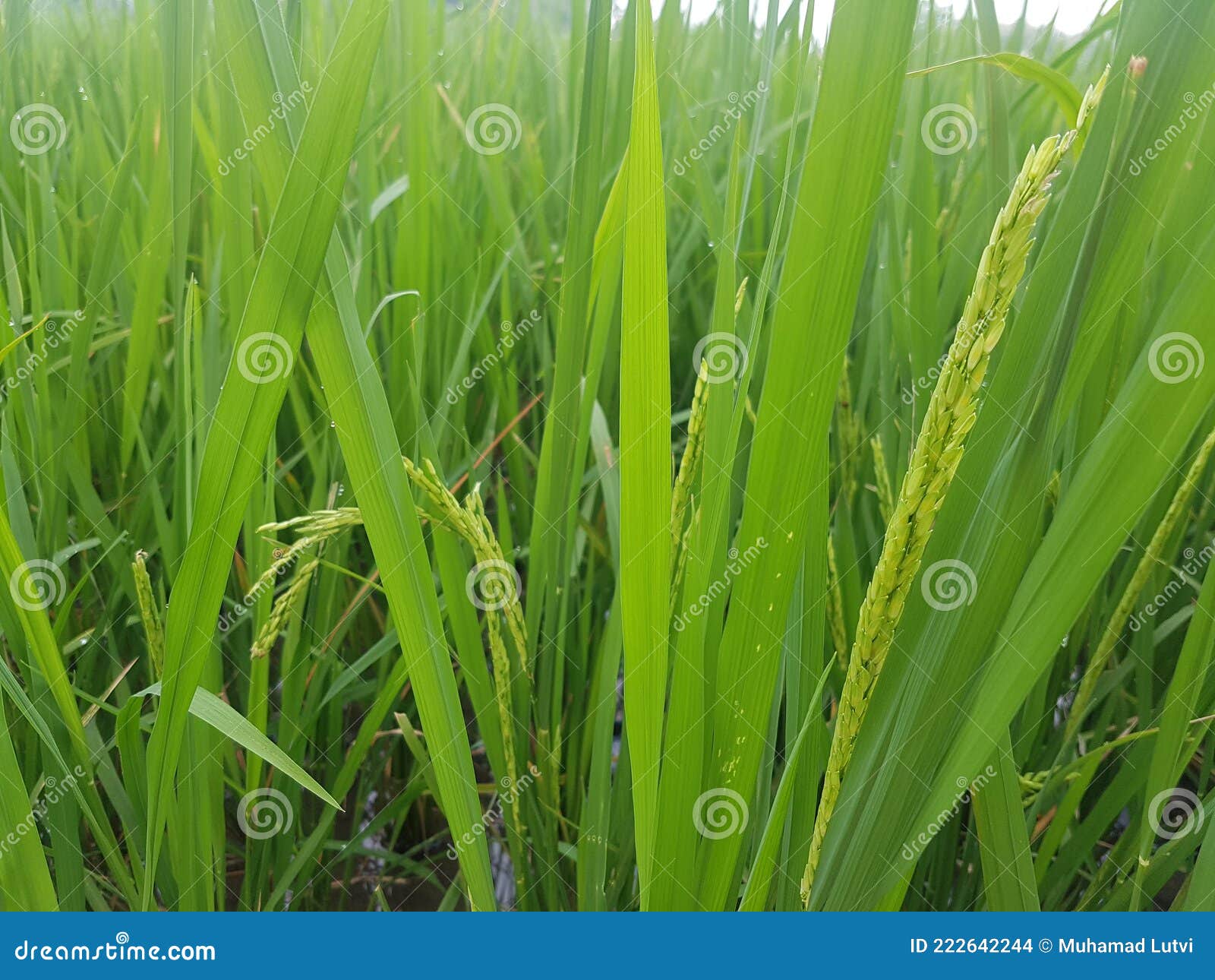 Green Rice Plants in a Wide Rice Field Stock Photo - Image of flower ...