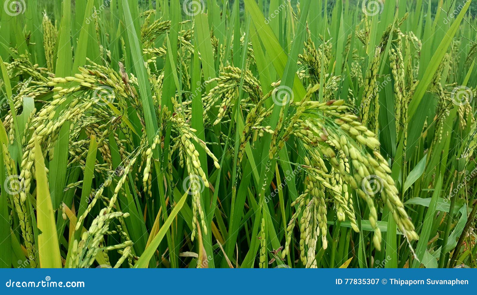 Green rice seed stock image. Image of rice, seed, harvest - 77835307