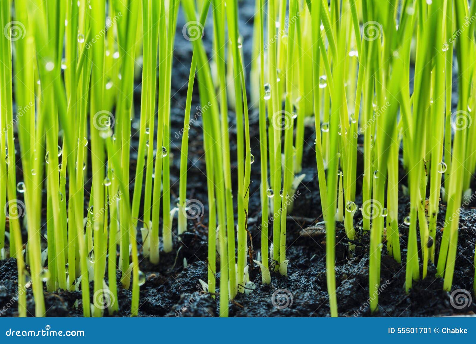 Rice Seedling On Tray Stock Image | CartoonDealer.com #22489153