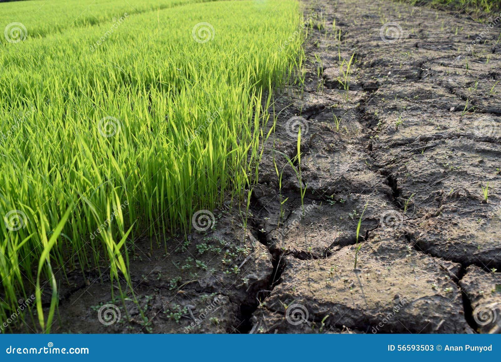 RICE SEEDLINGS; SOIL TYPES ACCORDING TO THE TYPES OF MINERAL Stock ...