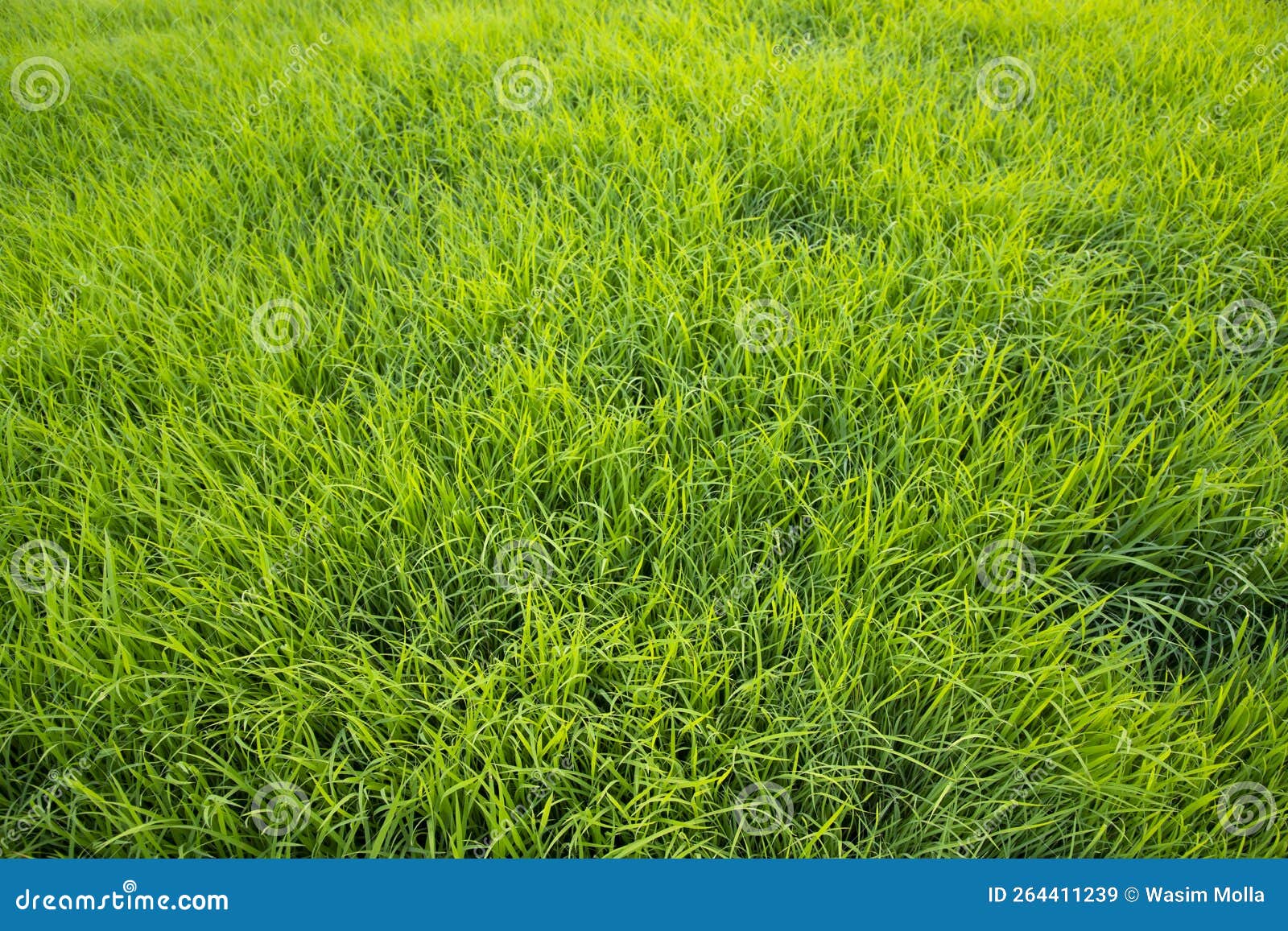Green Rice Seedlings Plant Texture Background Wallpaper Stock Image ...
