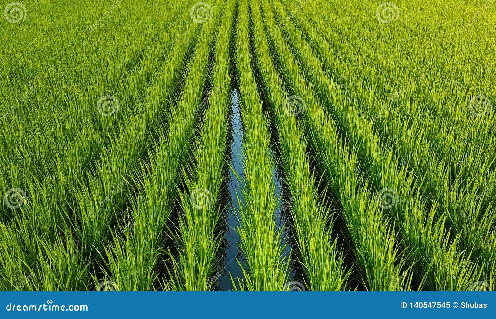 3,721 Rice Plants Field Water Stock Photos - Free & Royalty-Free Stock ...