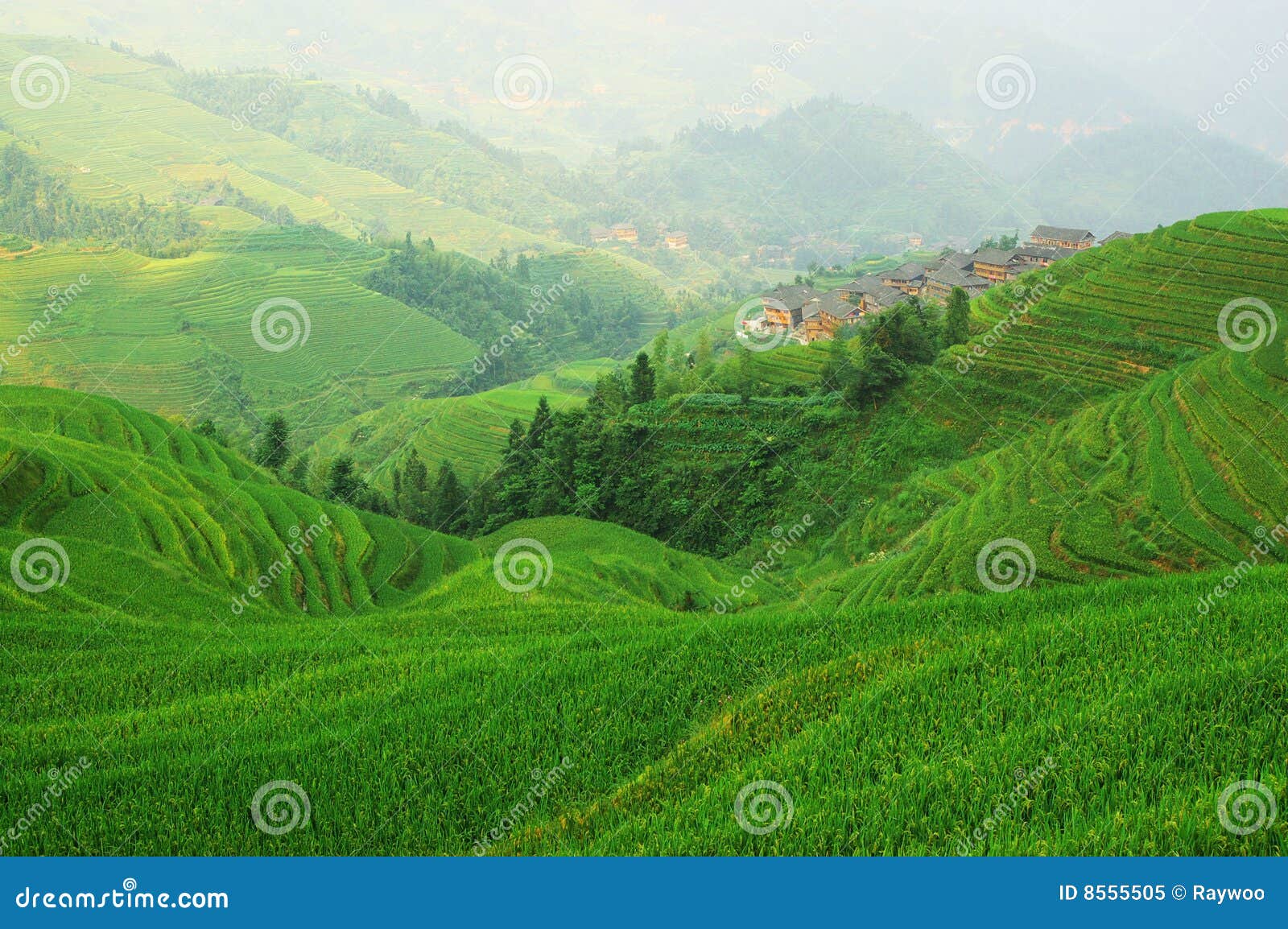 Green Rice Terrace in China Mountains Stock Image - Image of ...