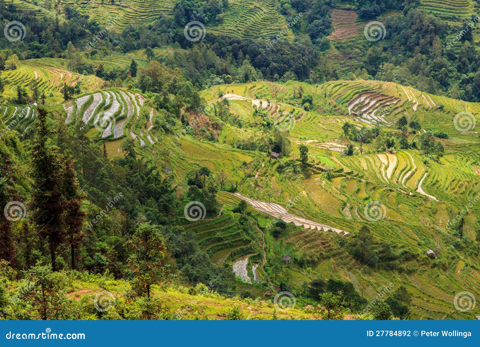 Green Rice Terrace Valley Landscape Stock Photo - Image of asian, grain ...