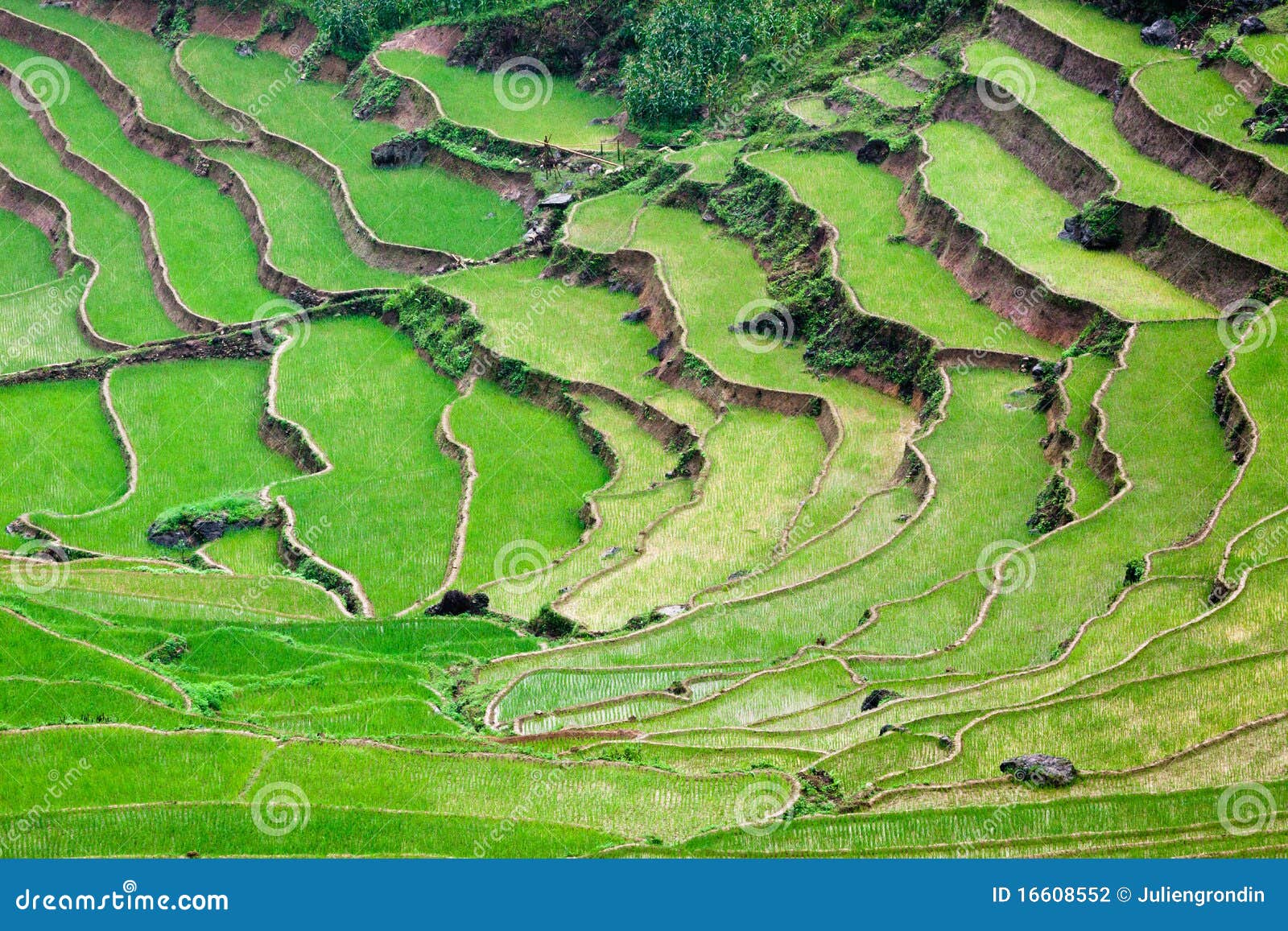 Green rice terraces stock photo. Image of outdoors, agricultural - 16608552