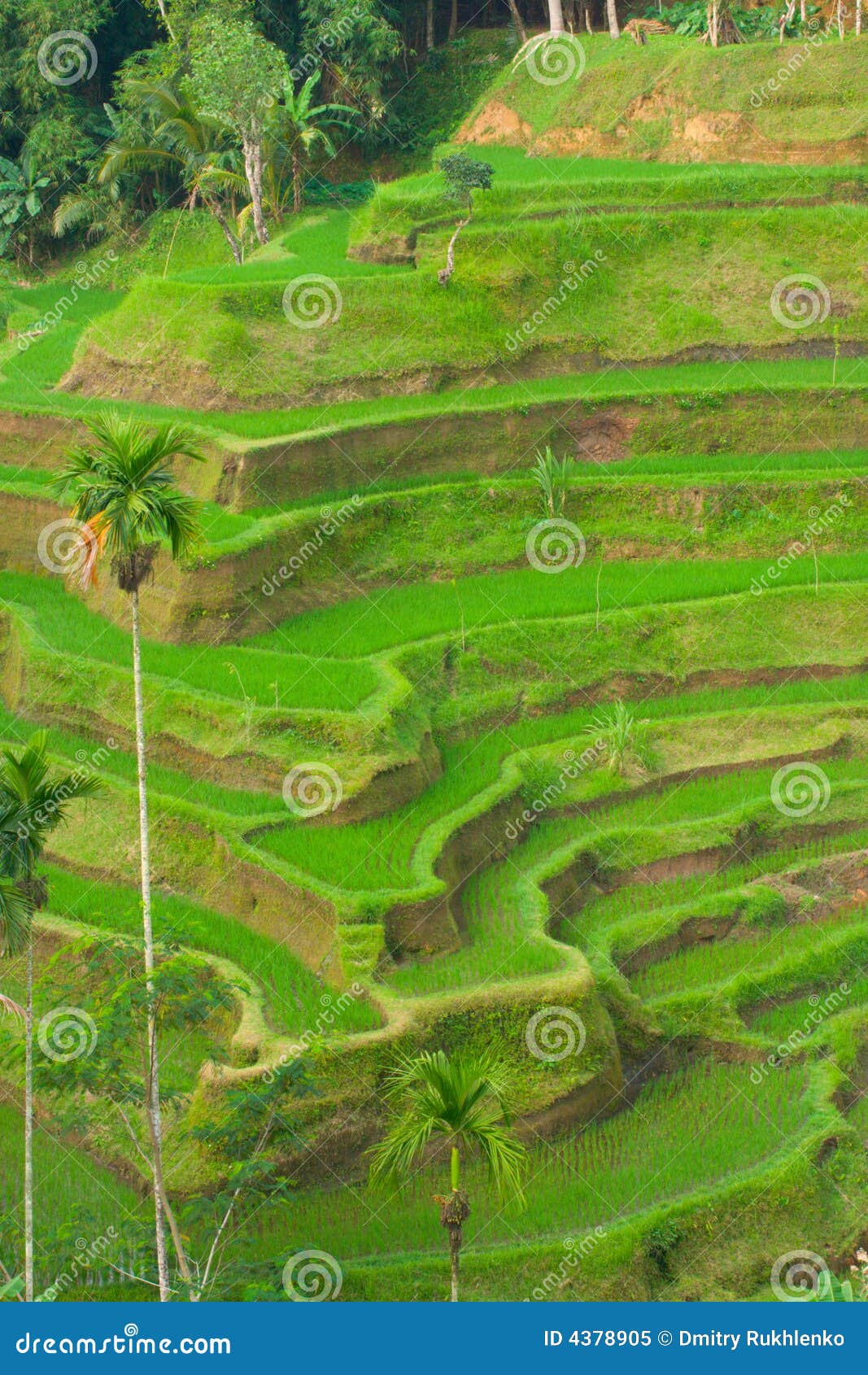 Green rice terraces stock image. Image of tropical, traditional - 4378905