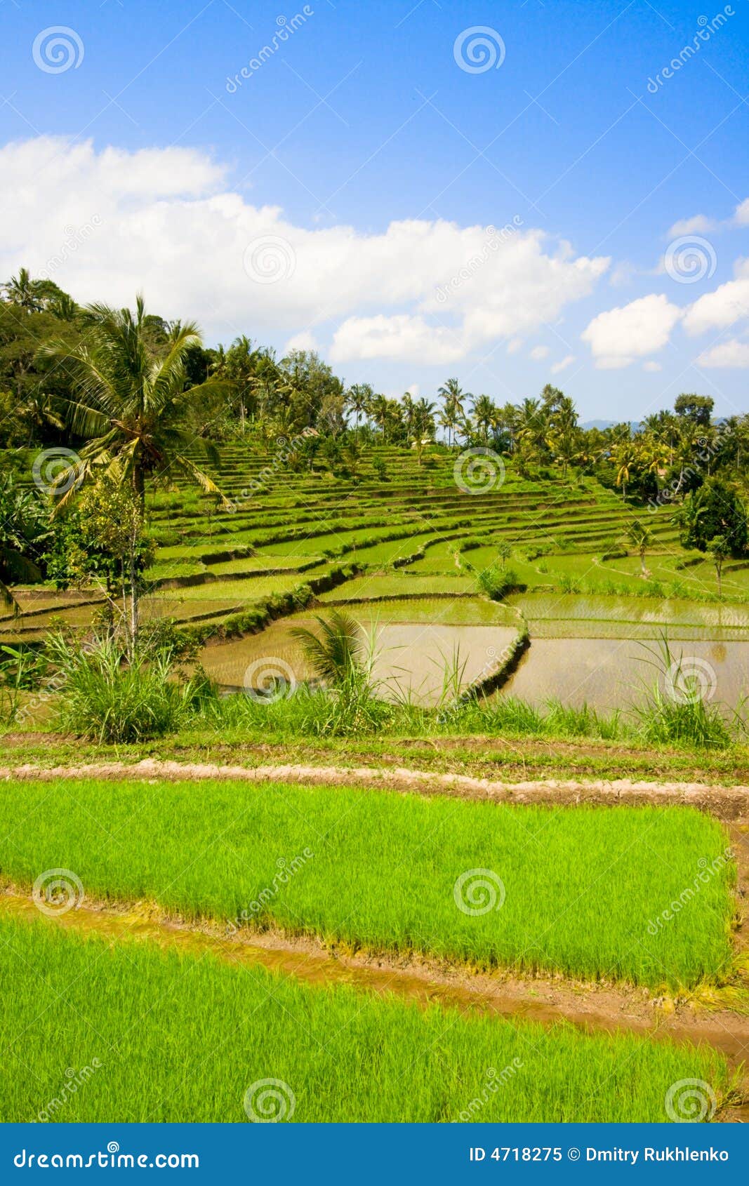Green rice terraces stock image. Image of asia, tropical - 4718275