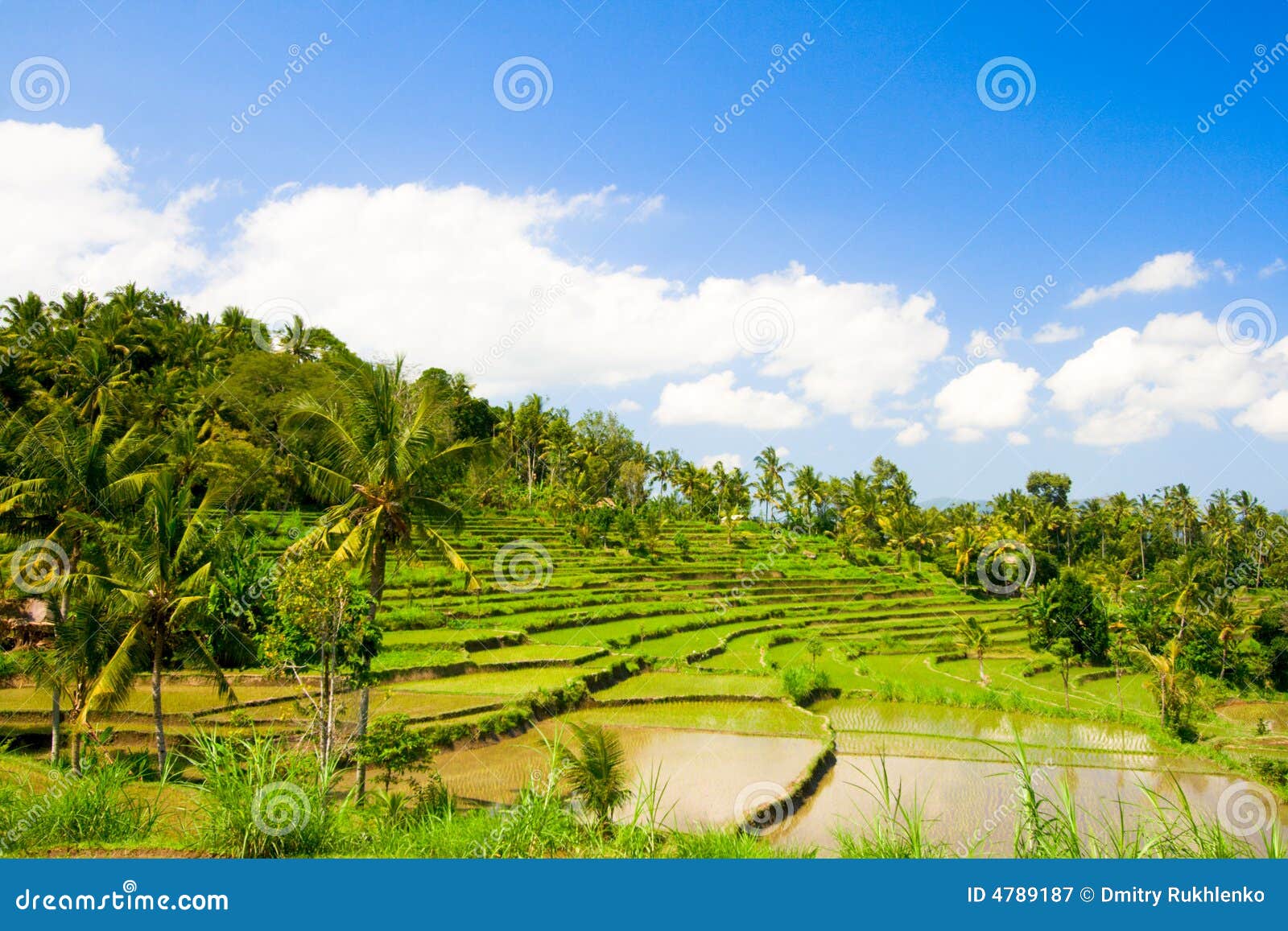 Green rice terraces stock image. Image of plantation, balinese - 4789187