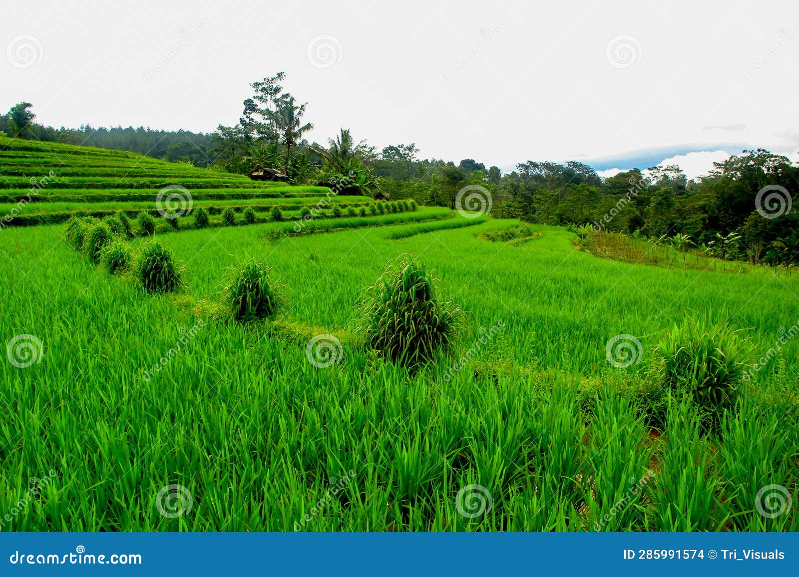 Green Rice Terraces Landscape with Rows of Grass, Bali Stock Photo ...