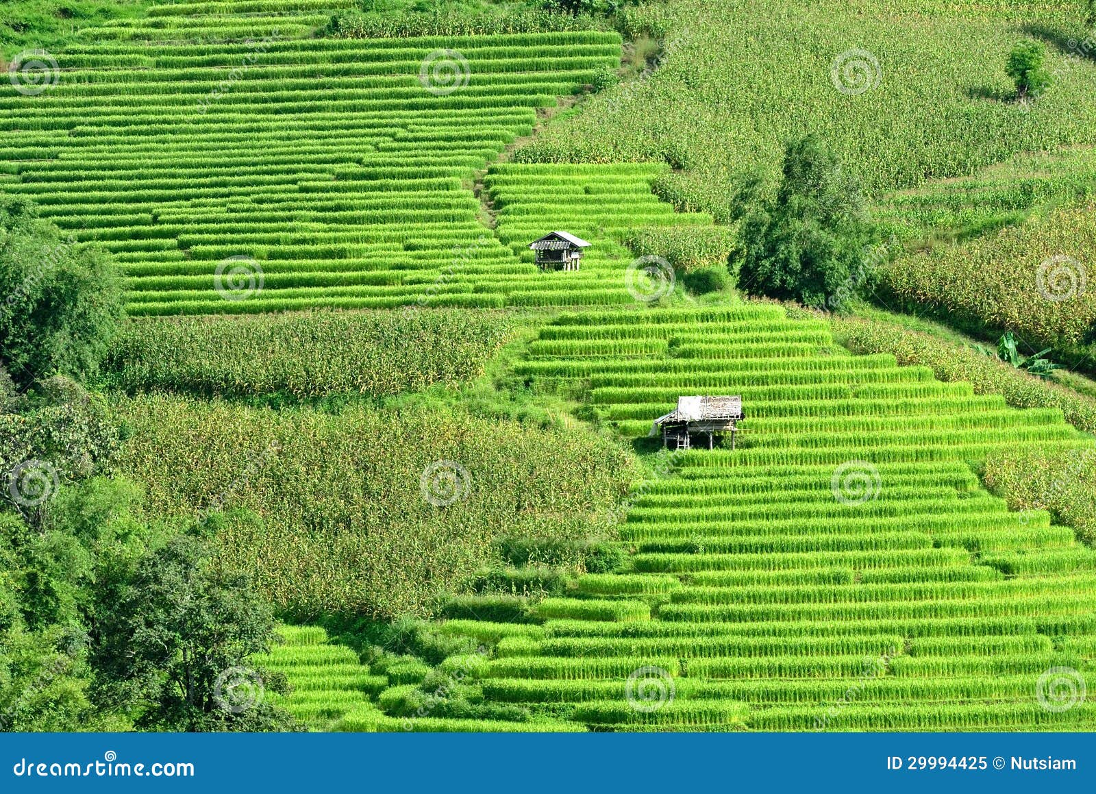 Rice terrace in Thailand stock image. Image of thailand - 29994425