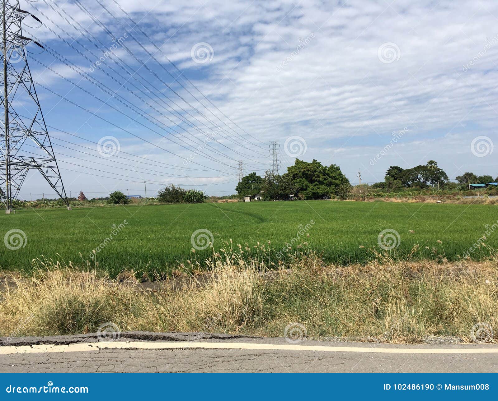 Green rice tree in country stock photo. Image of nature - 102486190