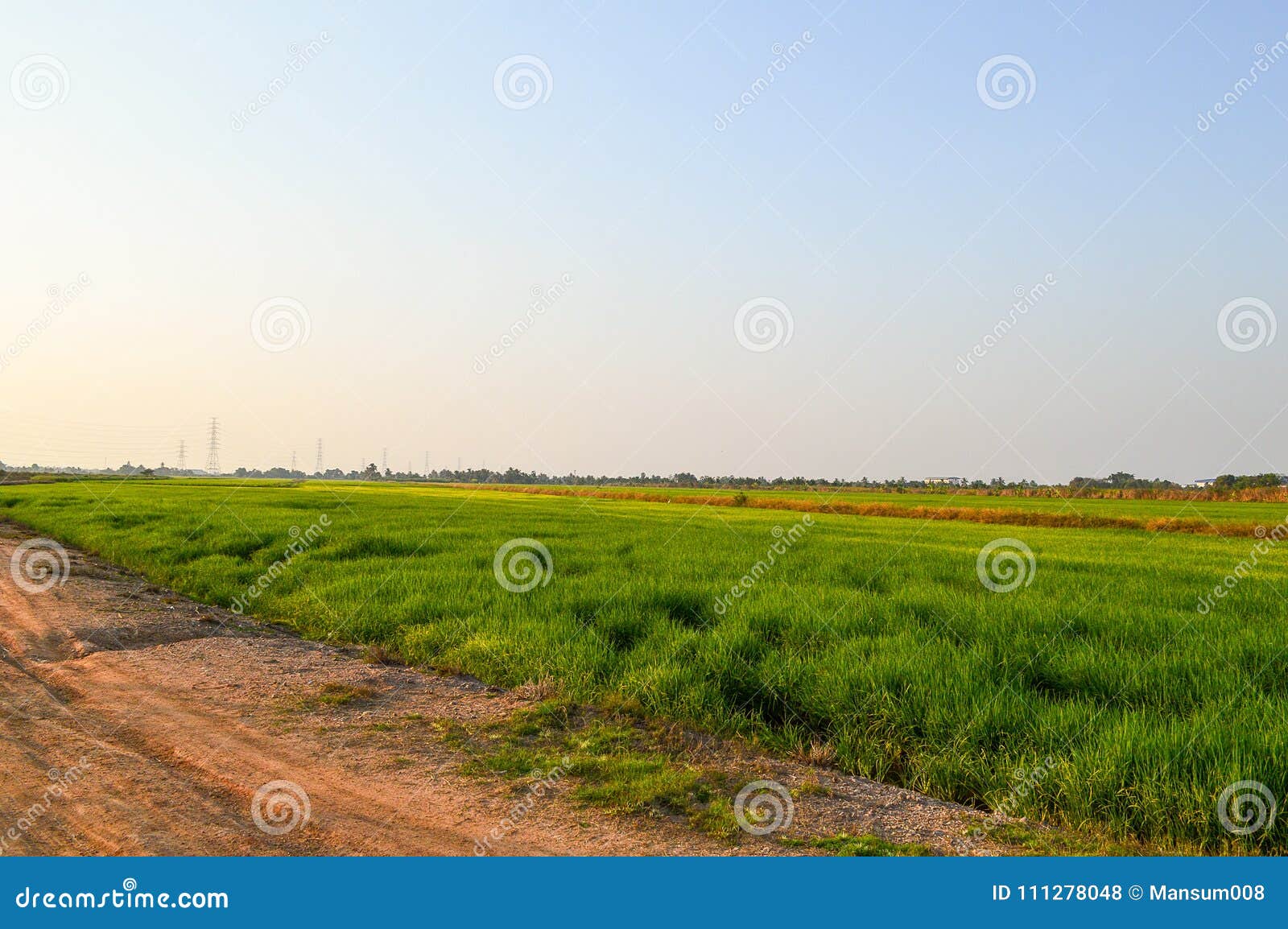 Green rice tree in country stock photo. Image of growth - 111278048