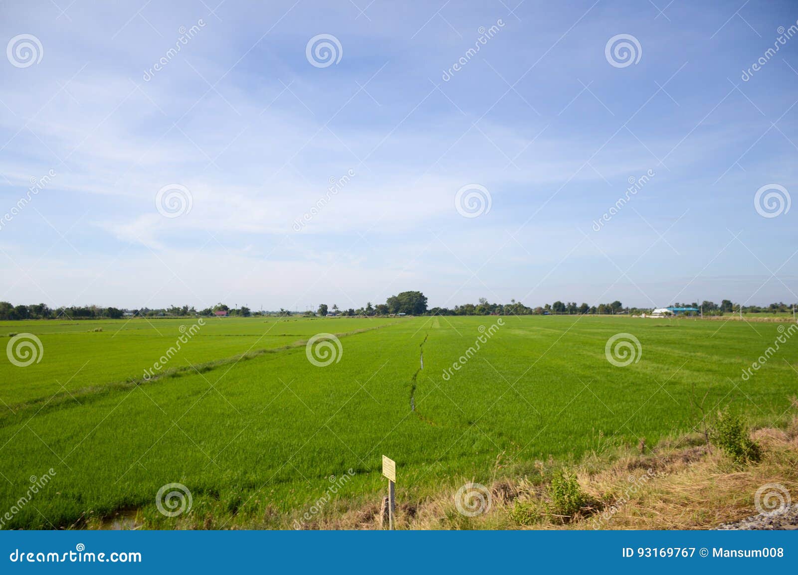 Green rice tree in country stock image. Image of summer - 93169767