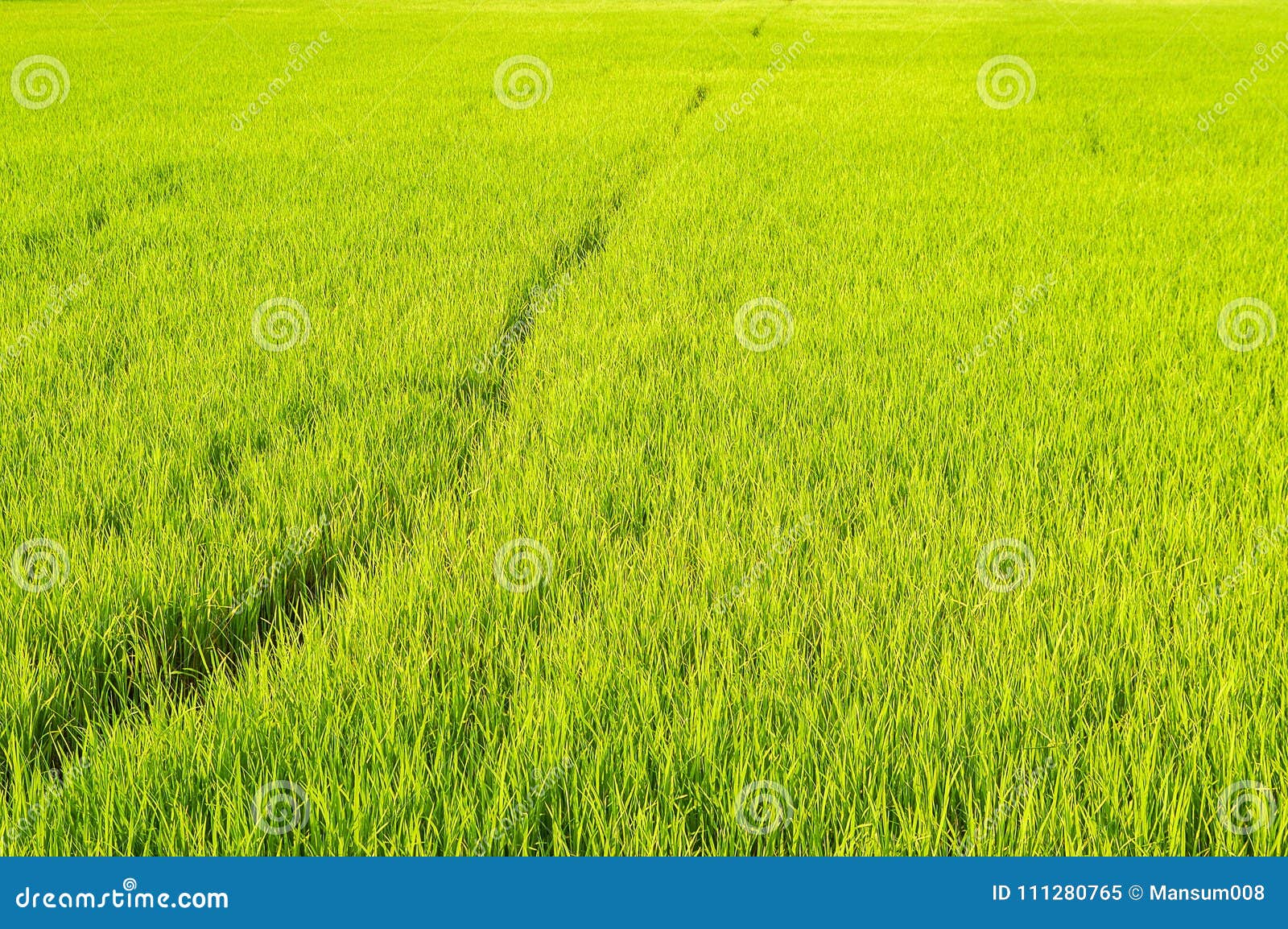 Green Rice Tree in Country Thailand Stock Image - Image of grass, plant ...