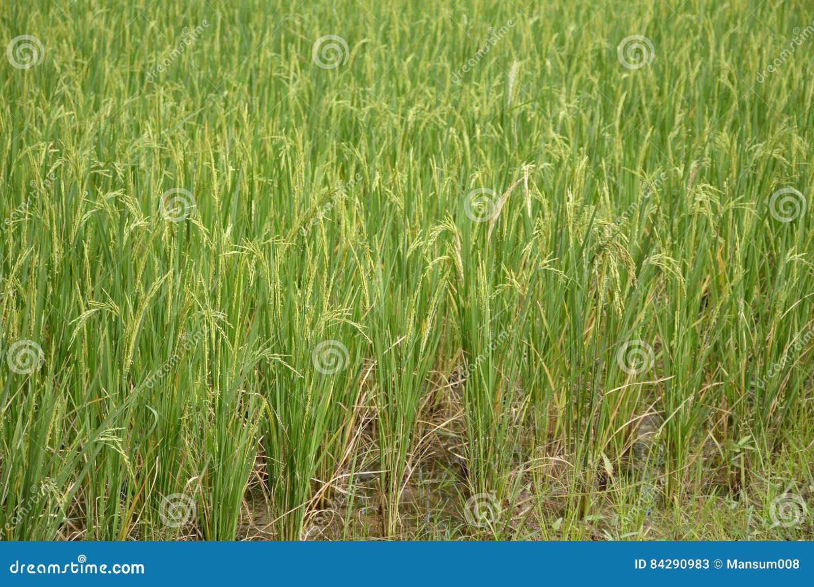 Green Rice Tree in Country Thailand Stock Image - Image of rural ...