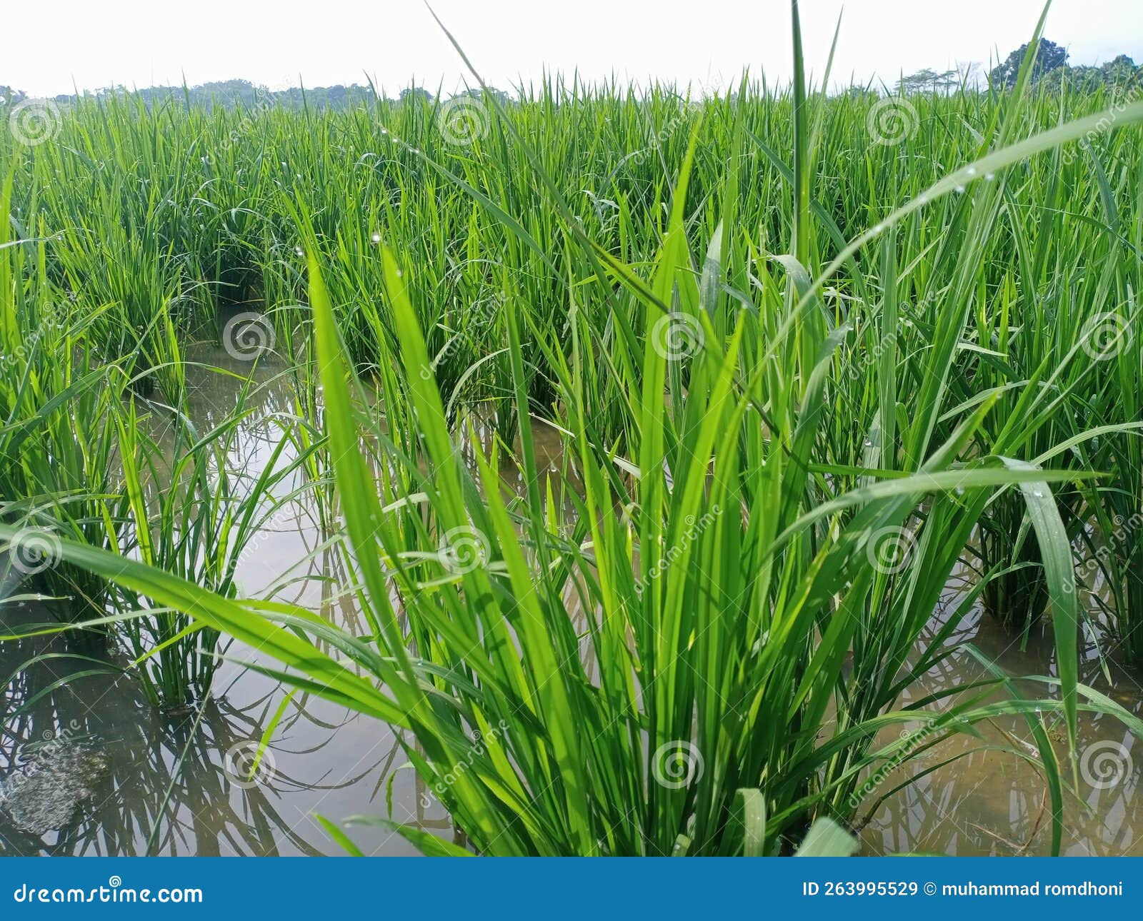 Green rice tree stock image. Image of herb, fresh, vegetable - 263995529