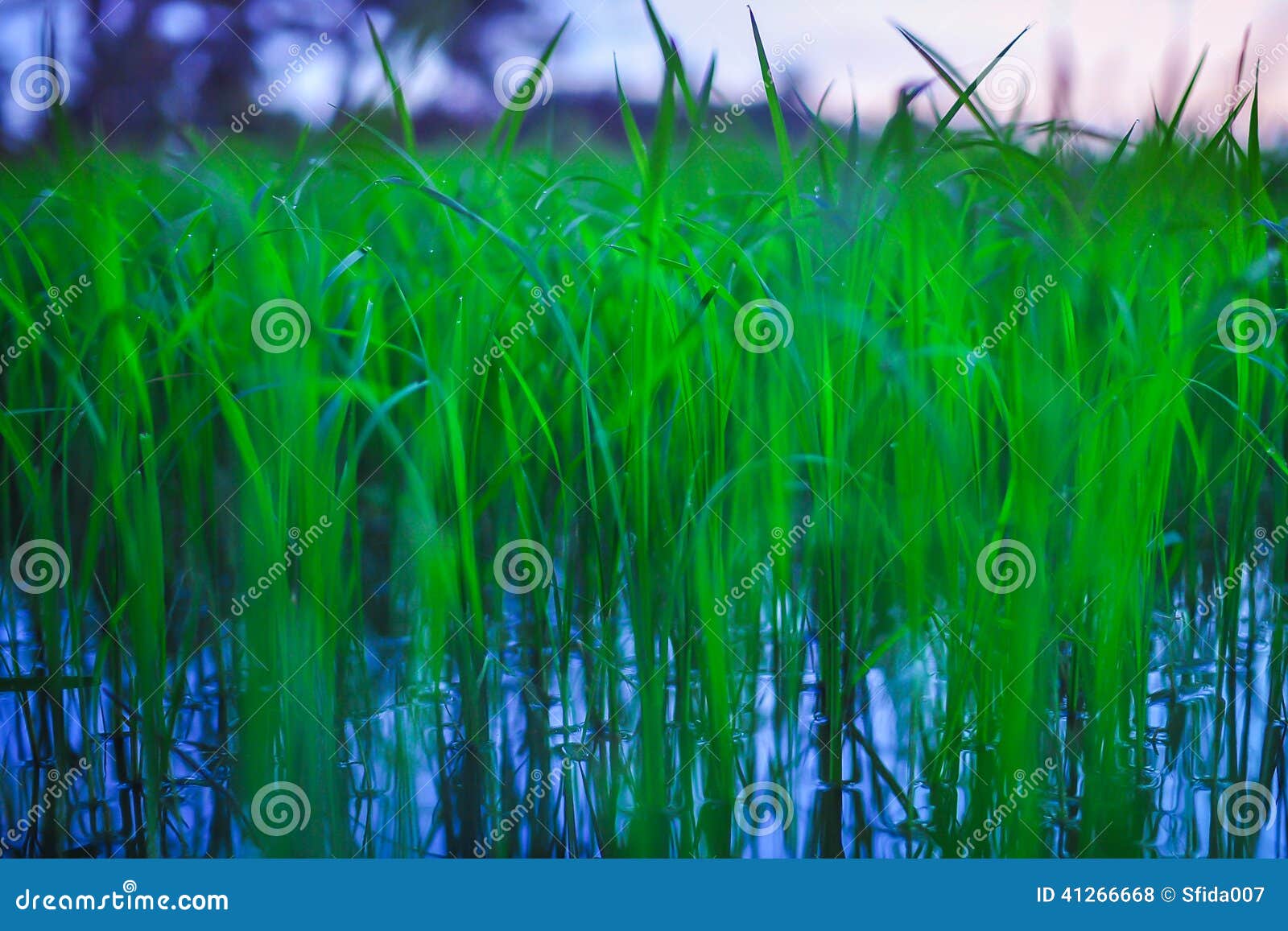 Green Rice Tree Farm Grow in the Sunset Stock Photo - Image of crop ...