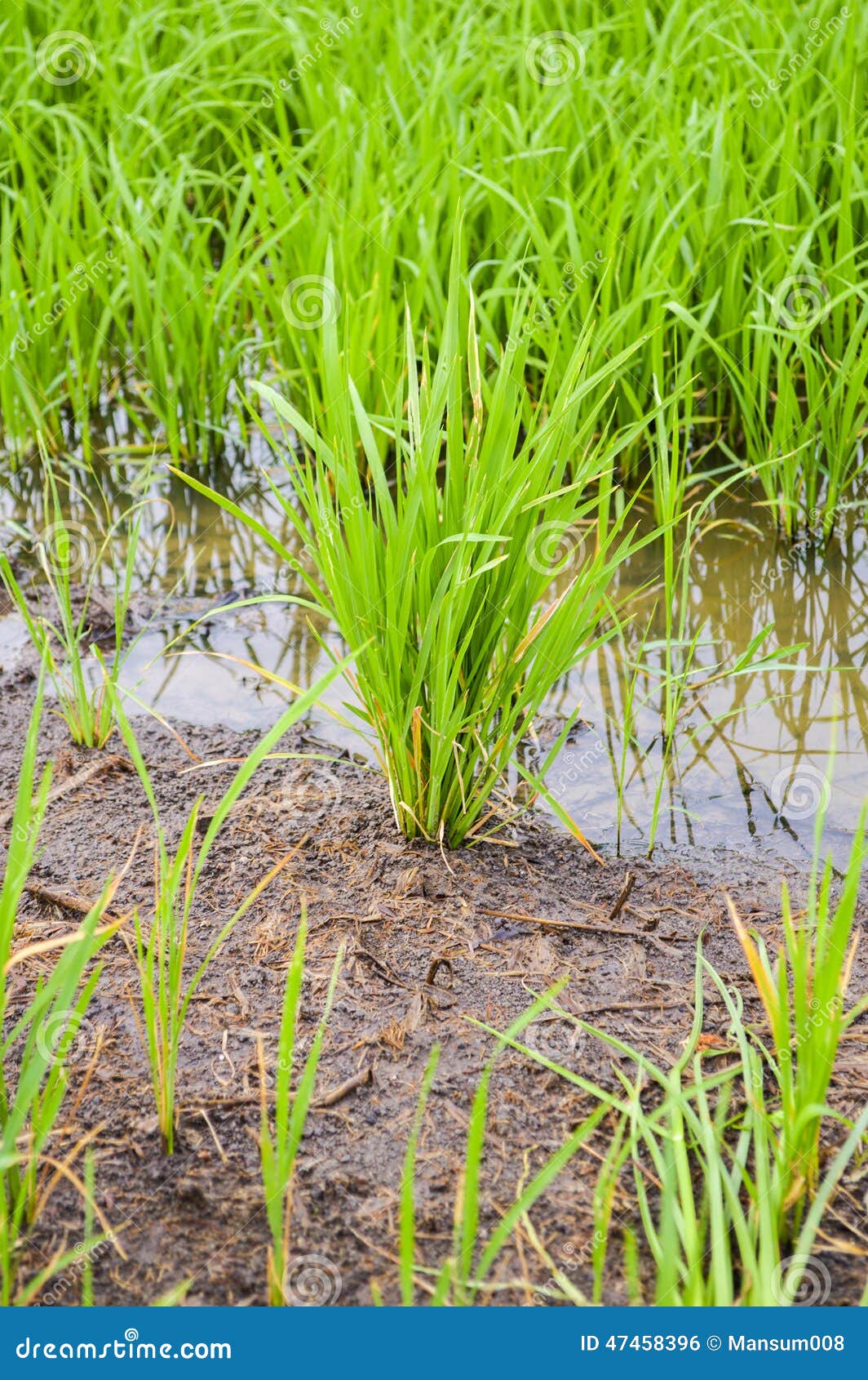 Green rice tree stock photo. Image of green, country - 47458396