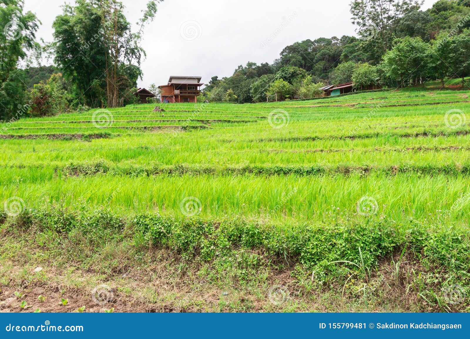 The Green Rice Tree is Growing in Rice Fields Stock Image - Image of ...