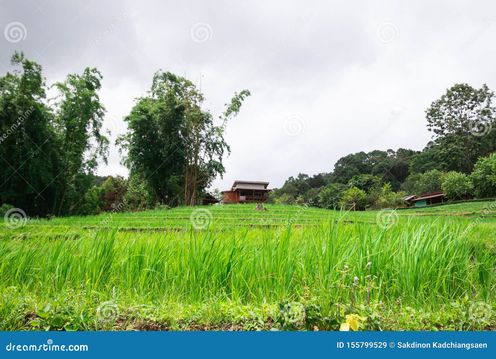 The Green Rice Tree is Growing in Rice Fields Stock Image - Image of ...