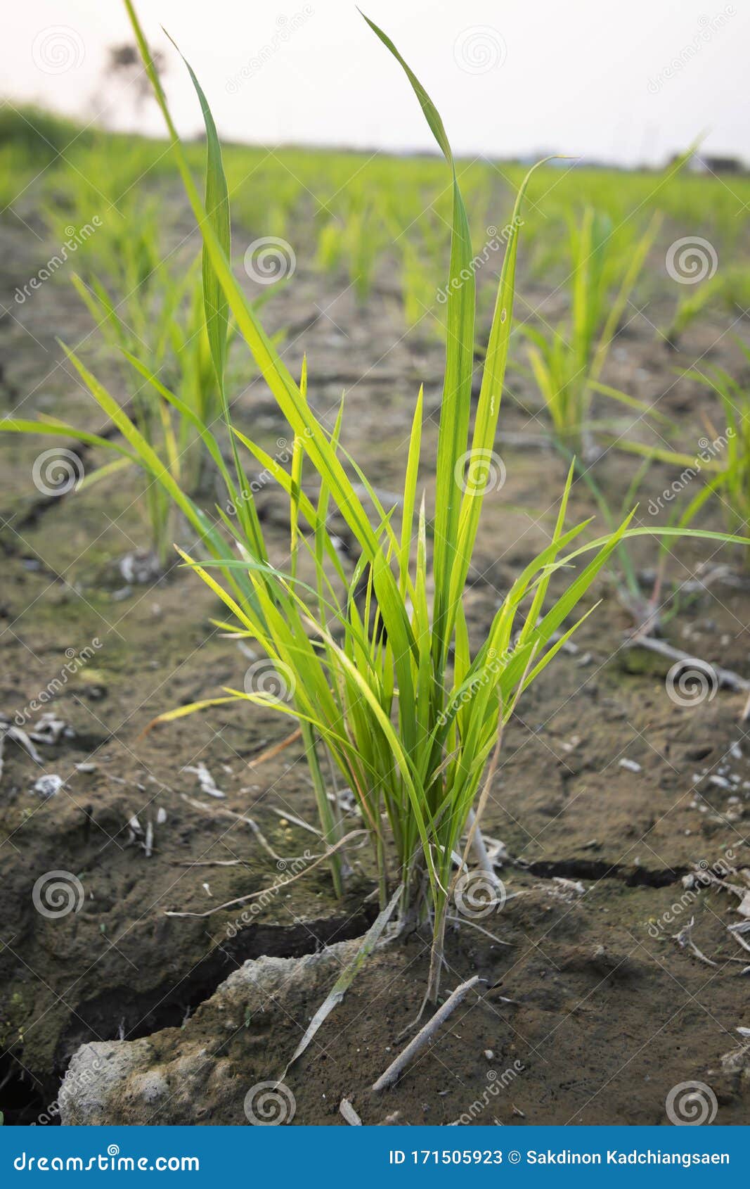 Green Rice tree stock image. Image of fruit, vegetable - 171505923