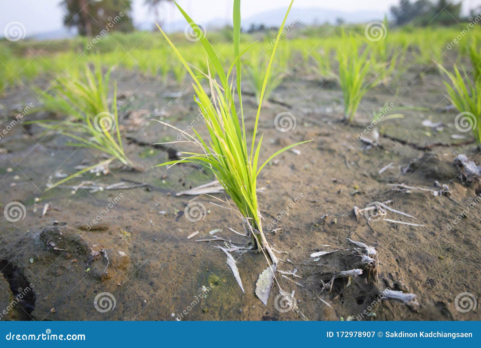 Green Rice tree stock image. Image of gardener, farmer - 172978907