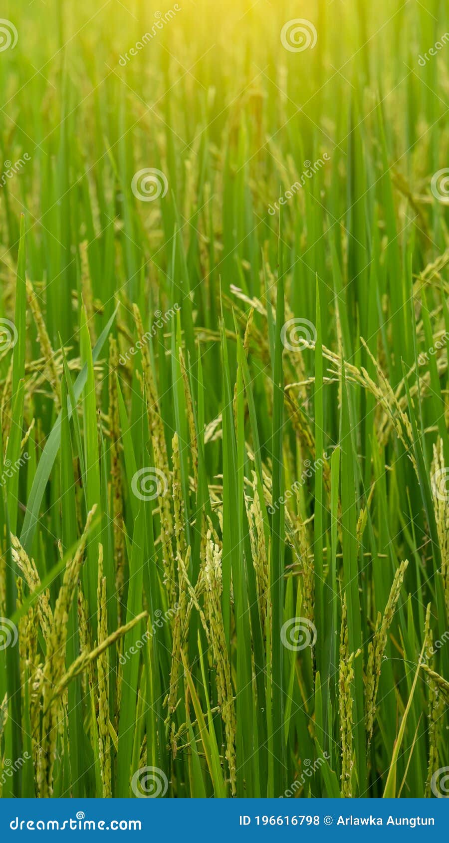 Green Rice Trees in the Fields from Asia. Stock Photo - Image of asia ...