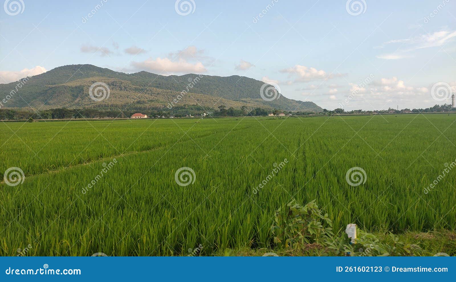 The Green Ricefield stock image. Image of meadow, plain - 261602123