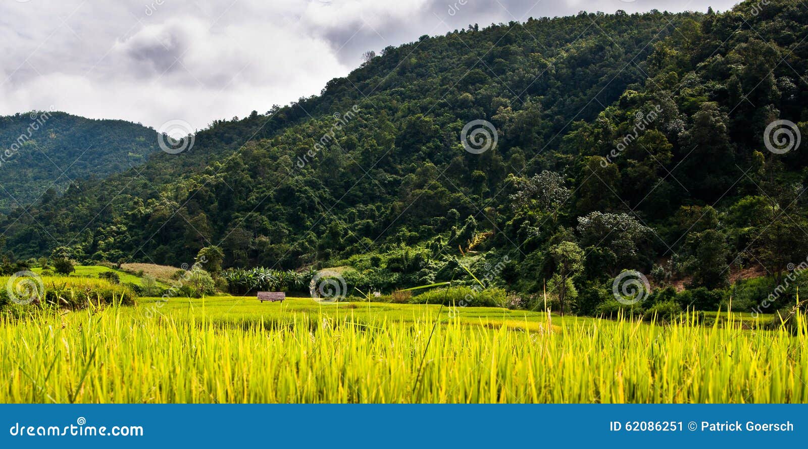 Green ricefield in Myanmar stock image. Image of sightseeing - 62086251