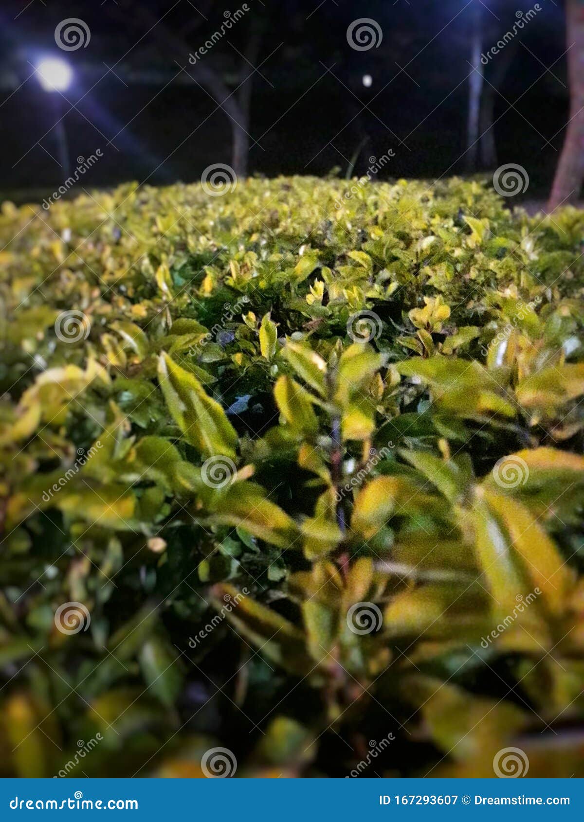 Green Rich Nature with Beutiful Night View Stock Image - Image of great ...